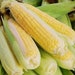 Bodacious Sweet Corn Seeds - Etsy