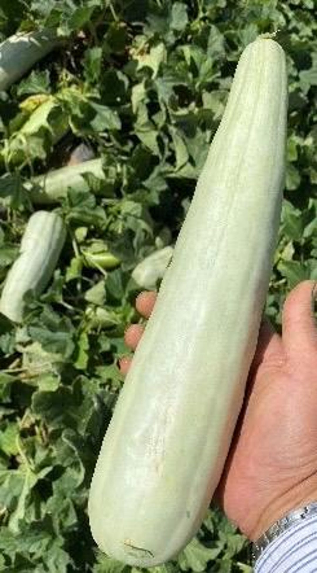 Croissant F1 Chinese Melon Oriental Seed ( 5 Seeds) - Etsy
