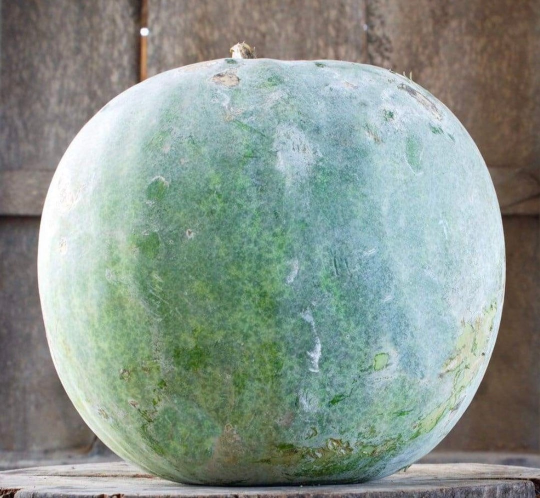 Winter Melon Small Round Seeds- Small Round,aka Wax Gourd, Tung Qwa ...
