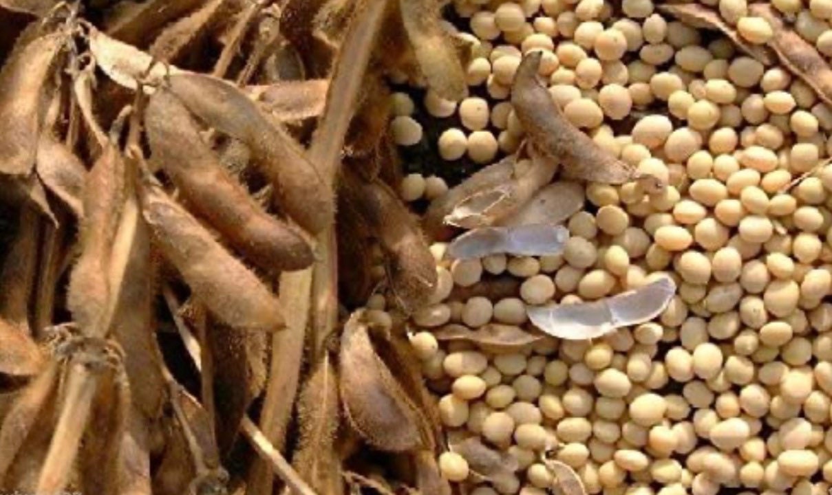 Chiba Green Soybean Seeds grown Certified Organic - Etsy Hong Kong