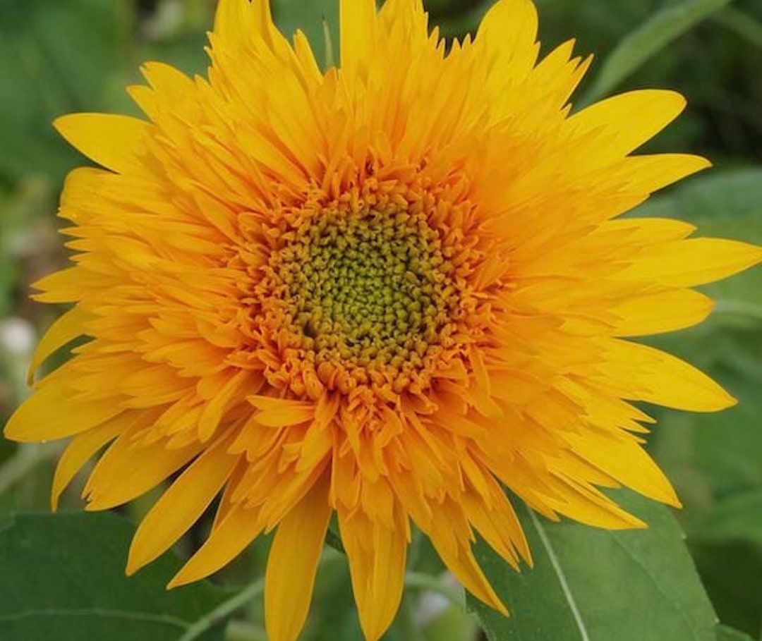 Golden Cheer Sunflower Seeds (15 Seeds) - Etsy