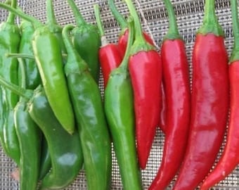 Korean Gochu Pepper Seeds - Etsy