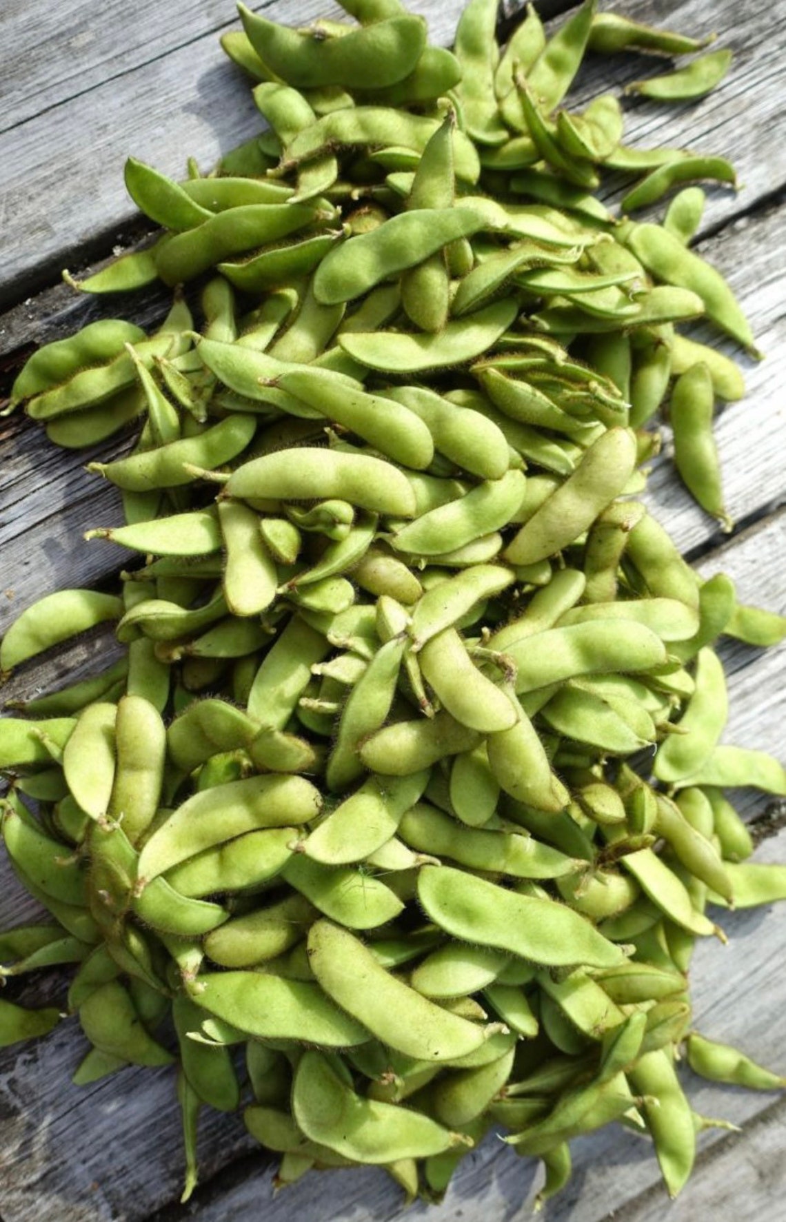 Midori Giant Soybean Seeds (grown Certified Organic) - Etsy