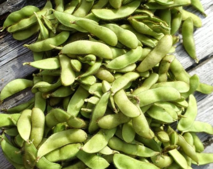 Midori Giant Soybean Seeds (grown Certified Organic) - Etsy