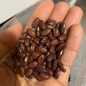 Thai Cowpea Light-green Seeds Yard Long Bean (10+ Seeds) - Etsy