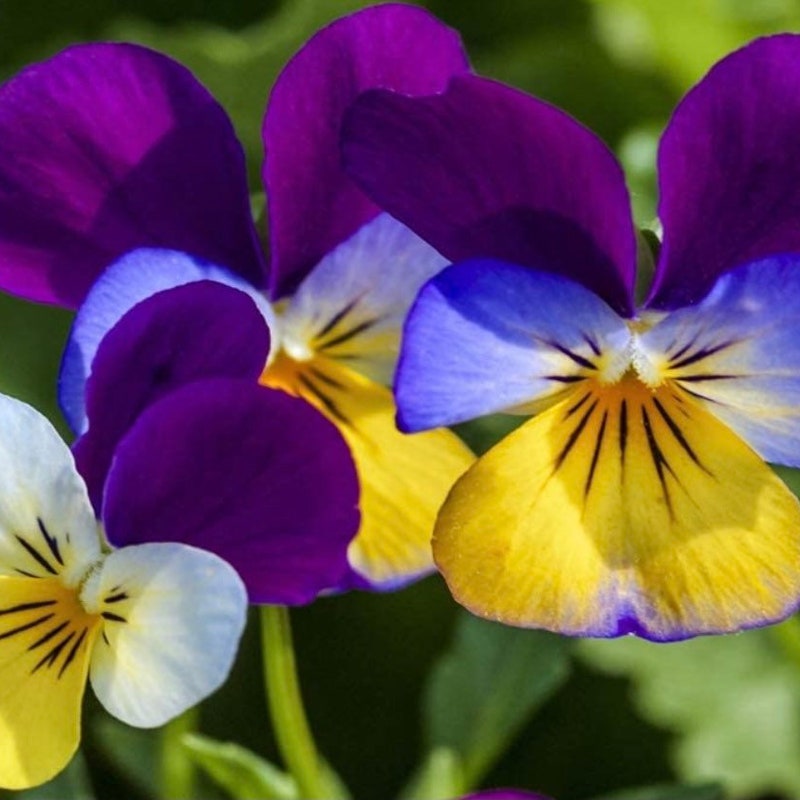 Johnny Jump Up - Etsy