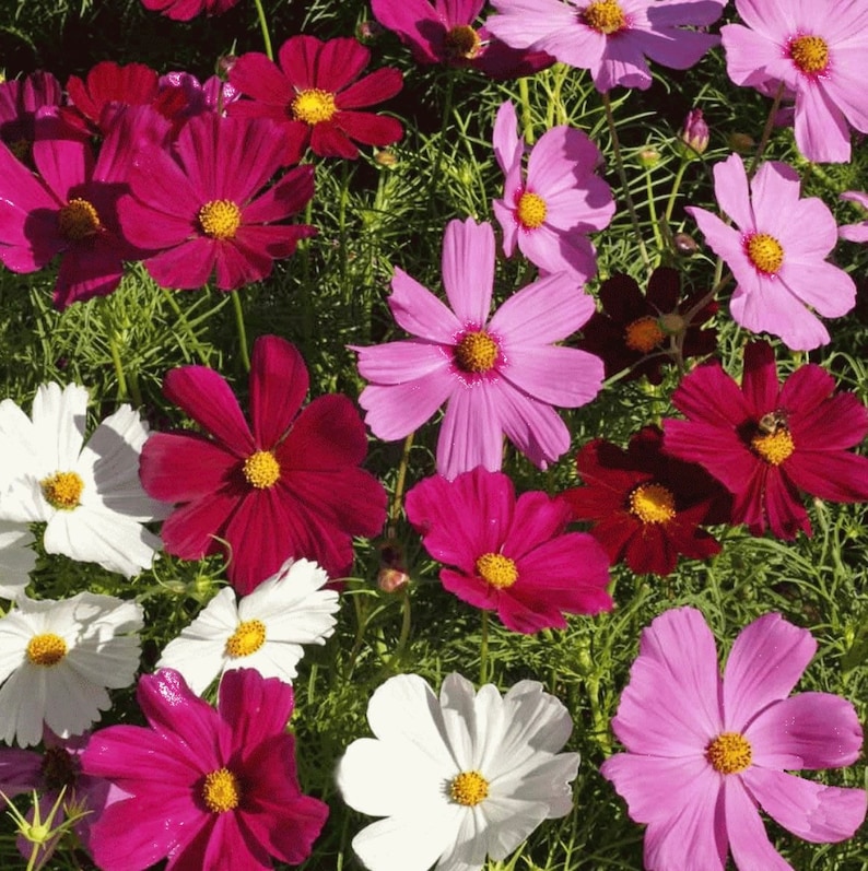 Dwarf Cosmos Mix Seeds - Etsy