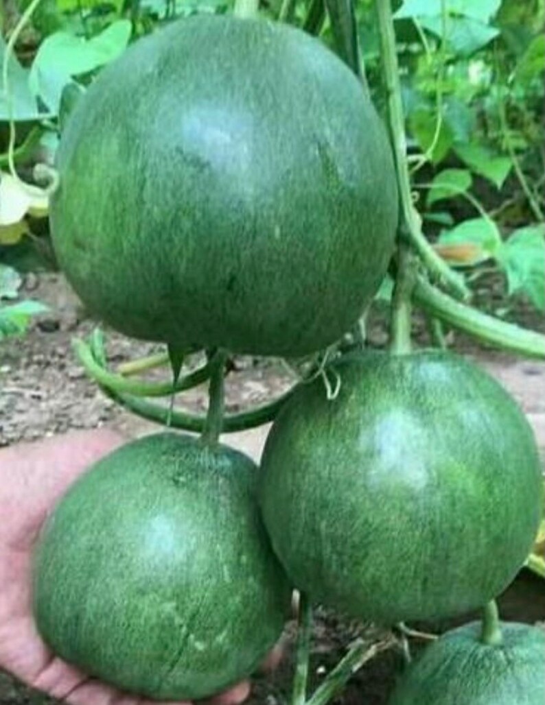Ruyu Melon Oriental Seed (10 Seeds) - Etsy
