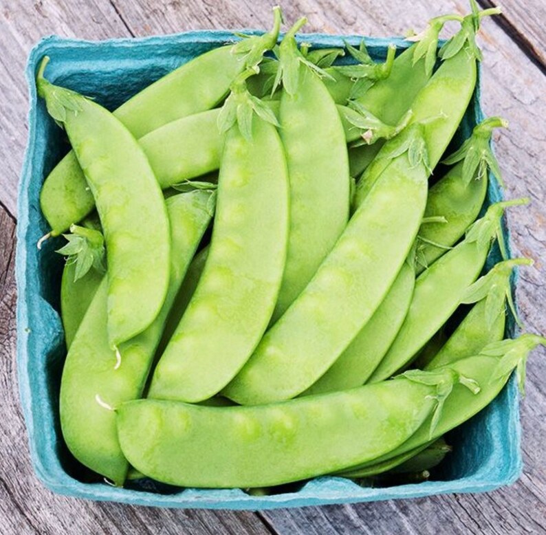 Snow Pea Oregon Sugar Pod II Seed - Etsy