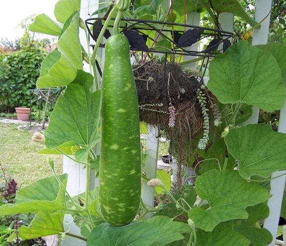 Big Bottle Gourd Nam Tao Yai Seeds asian Vegetable | Etsy