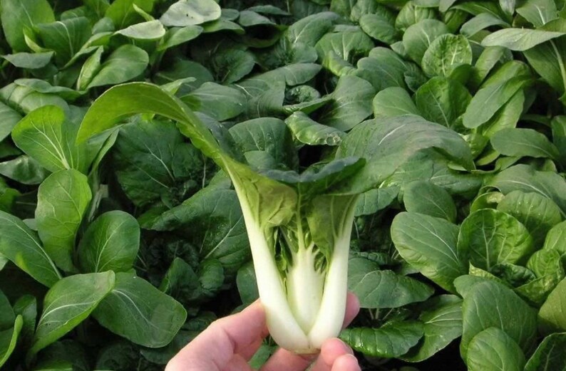 Extra Dwarf Pak Choi Seeds White Stem Pak Choi Seedsasia | Etsy