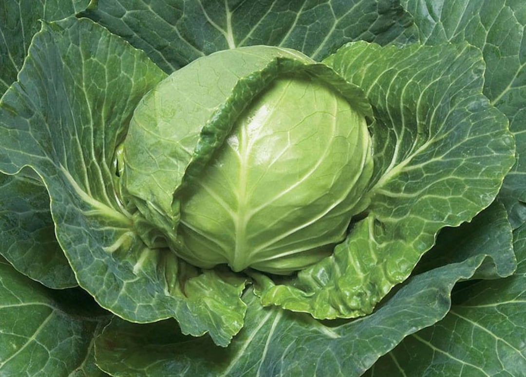 Cabbage Late Flat Dutch Seeds - Etsy