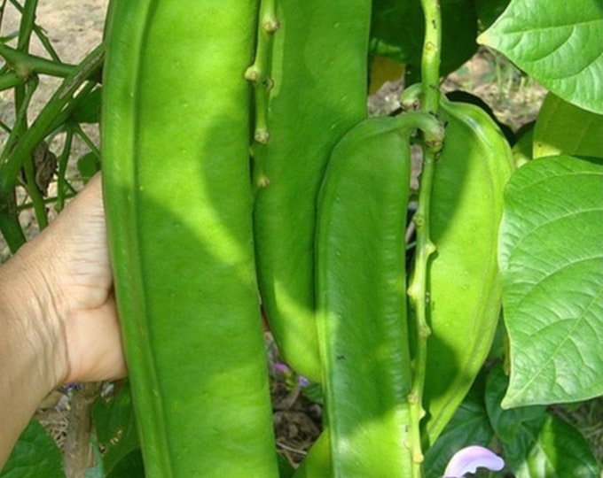 Giant Sword Beans Canavalia Gladiata - Etsy