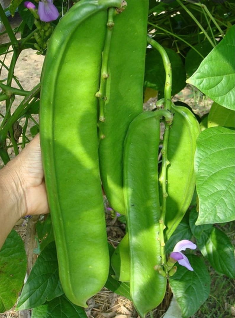 Thai Red Sword Bean Seeds (3 Seeds) - Etsy