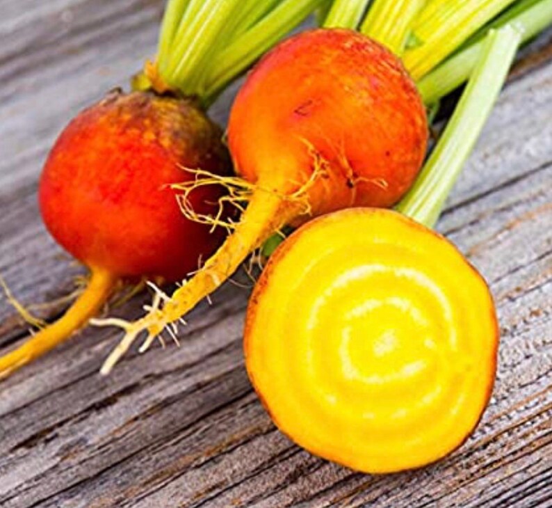 Golden Detroit Beet Seeds - Etsy