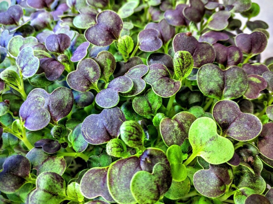 Purple Magic Pak Choi Seeds,hybrid Bok Choi Seeds,asia Vegetable Seeds ...