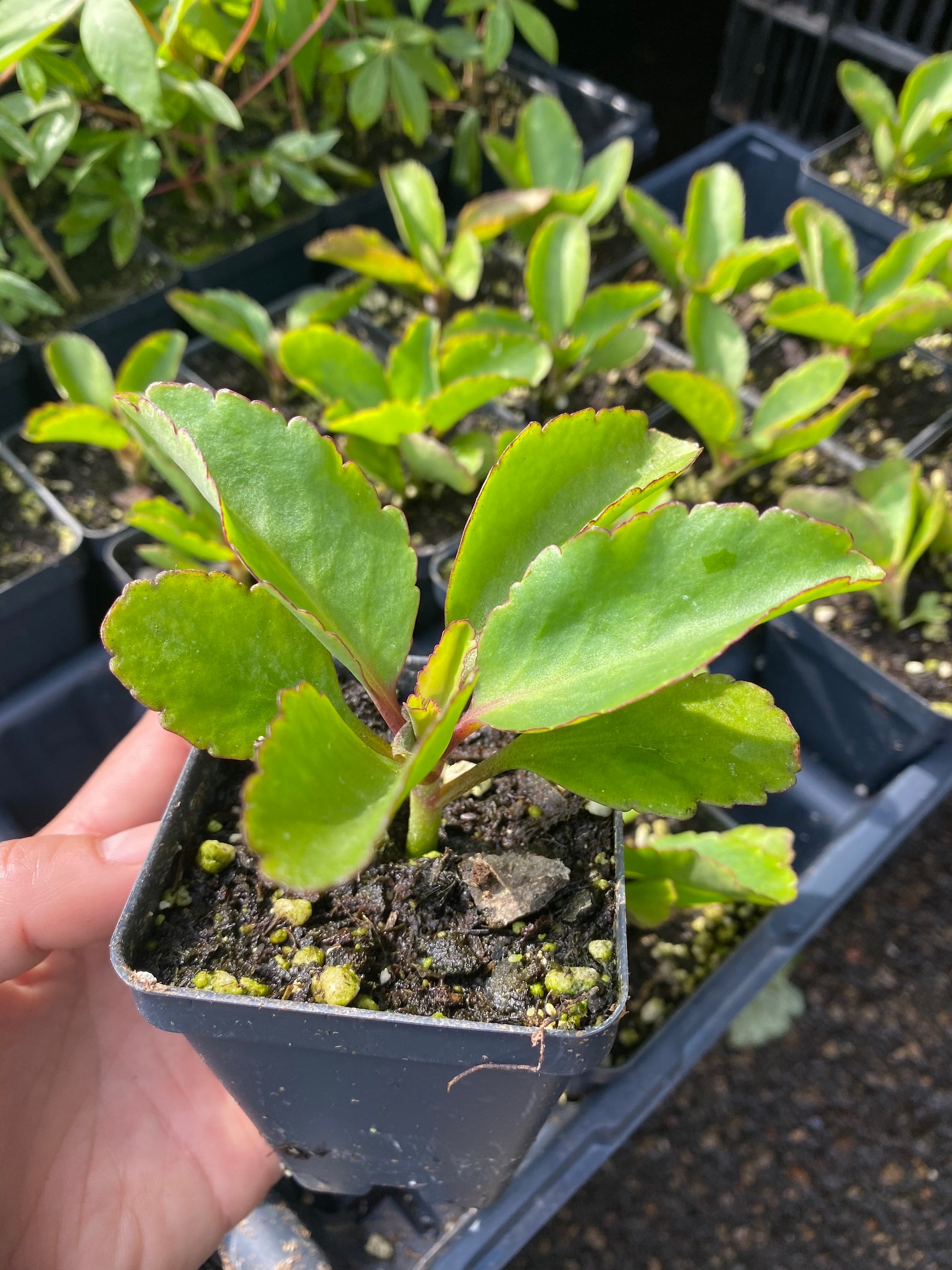 Leaf of Life Live plant 3-6Inches Tall in 2.5 Pot 1 seeding | Etsy