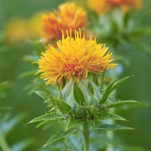 Safflower Seeds - Etsy