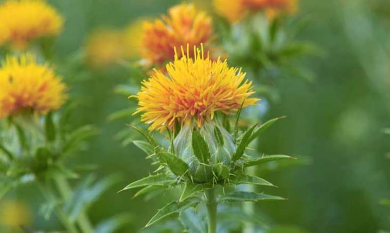 Safflower Seeds - Etsy