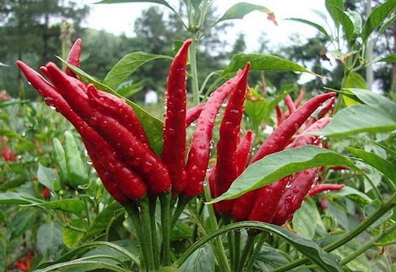 Takanotsume Japanese Pepper Seeds (10 Seeds) - Etsy