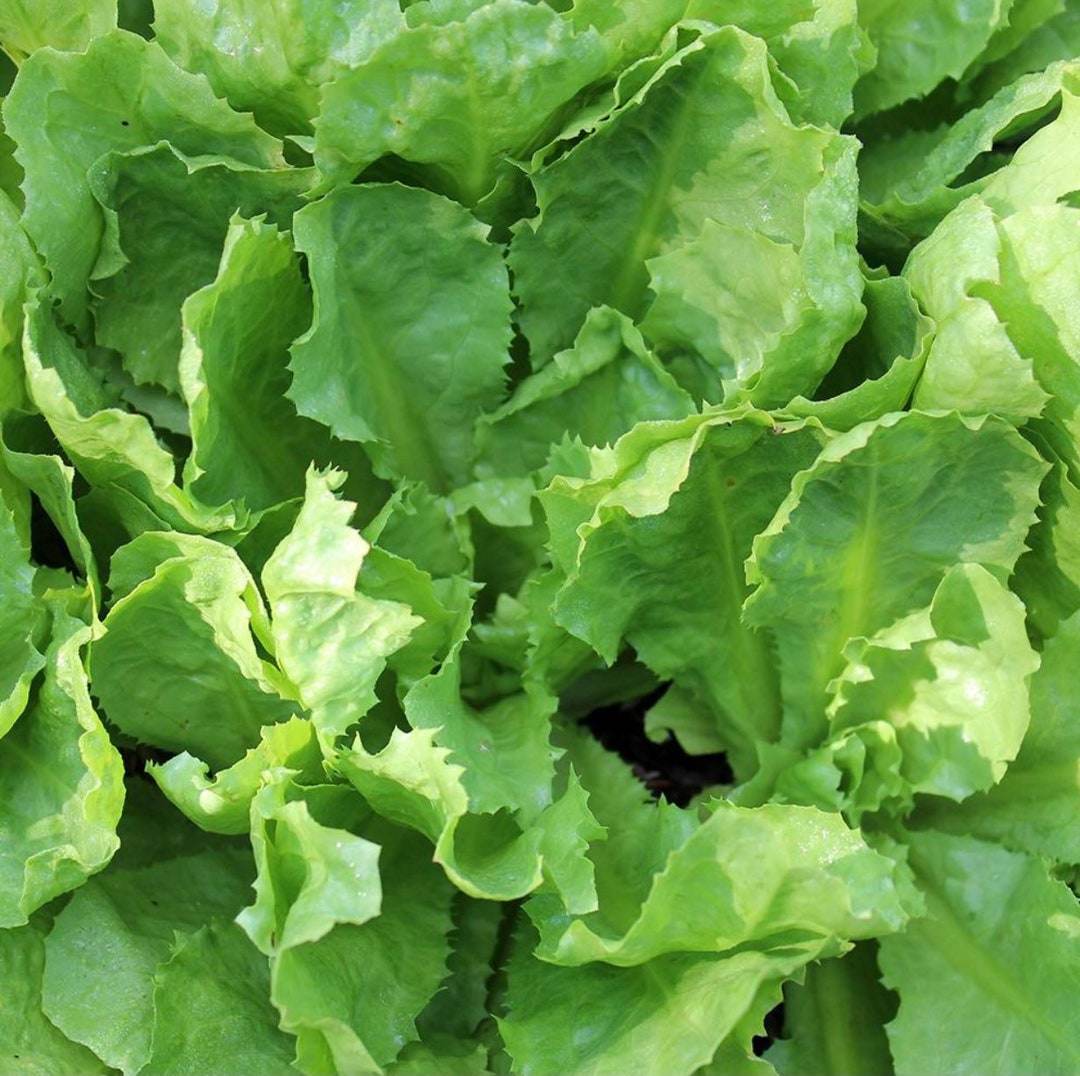 Broadleaf Batavian Endive Seeds 500 Seeds - Etsy.de
