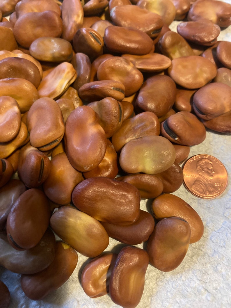 Broad Windsor Fava Bean Seeds - Etsy