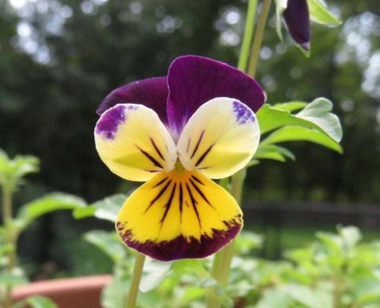 Johnny-jump-up Flower Seed - Etsy