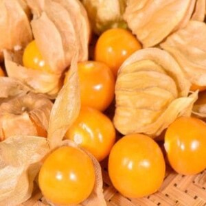 Ground Cherry Giant Poha Berry Seeds ( Physalis Peruviana) - Etsy