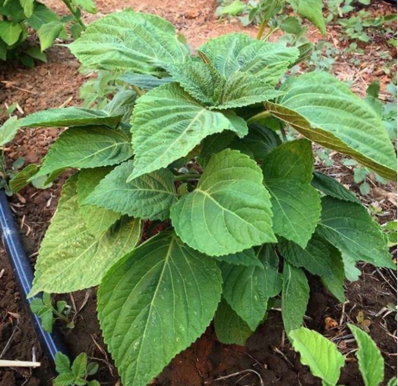 Korean Perilla Shiso Seeds (perilla Frutescens) Korean Specialty Herb ...