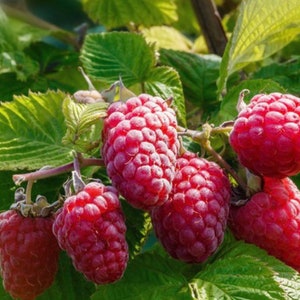 Joan J Raspberry - Etsy