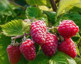 5 Raspberry Plants Joan J Completely Thornless, Everbearing, High ...
