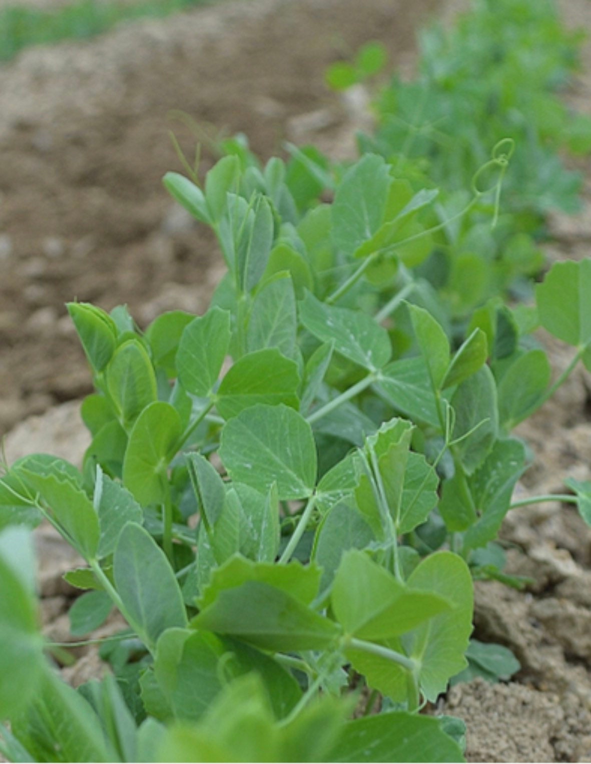 Sugar Snap Pea Seeds - Etsy