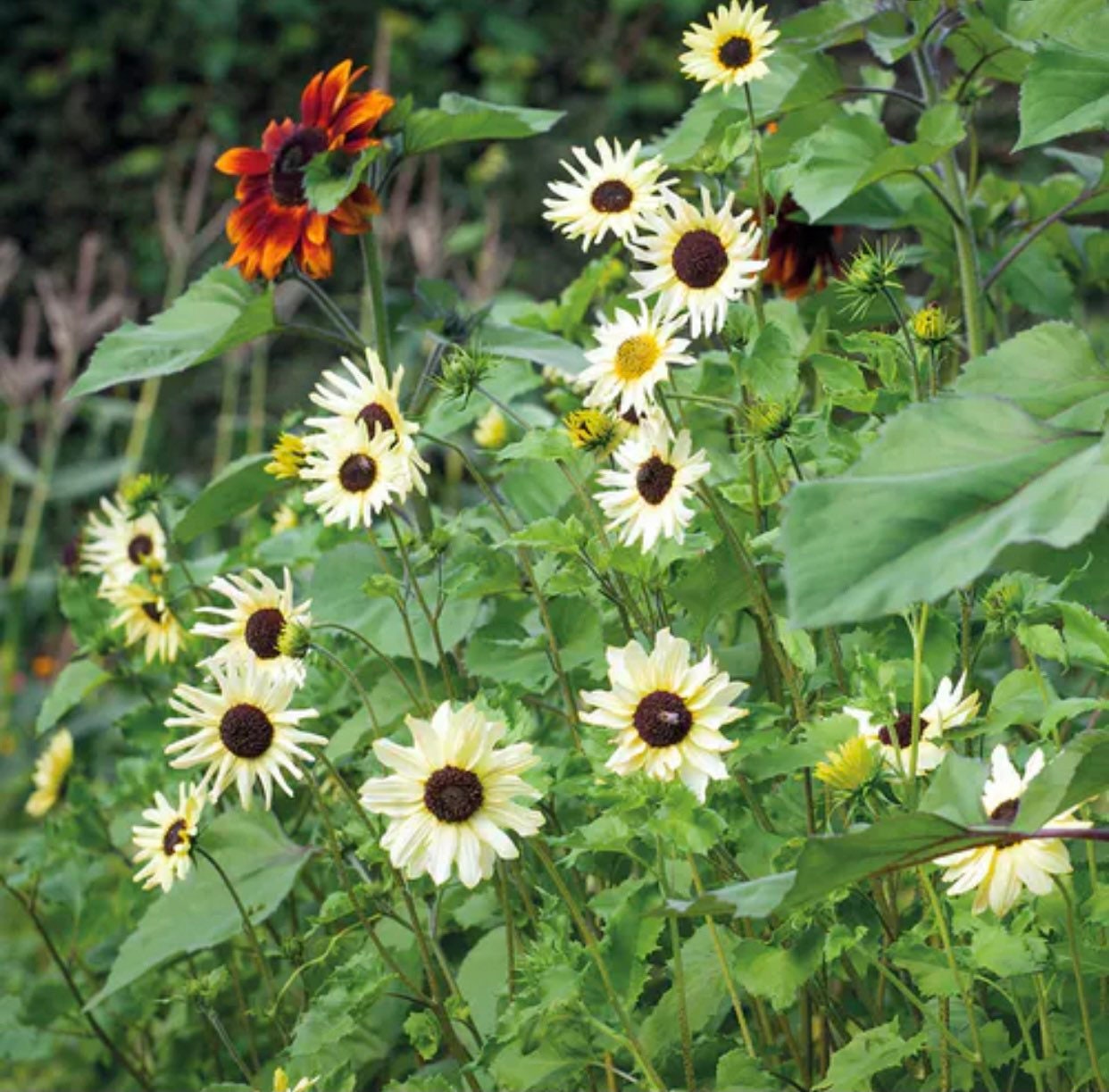 Vanilla Ice Sunflower Seed (50+ Seeds) - Etsy