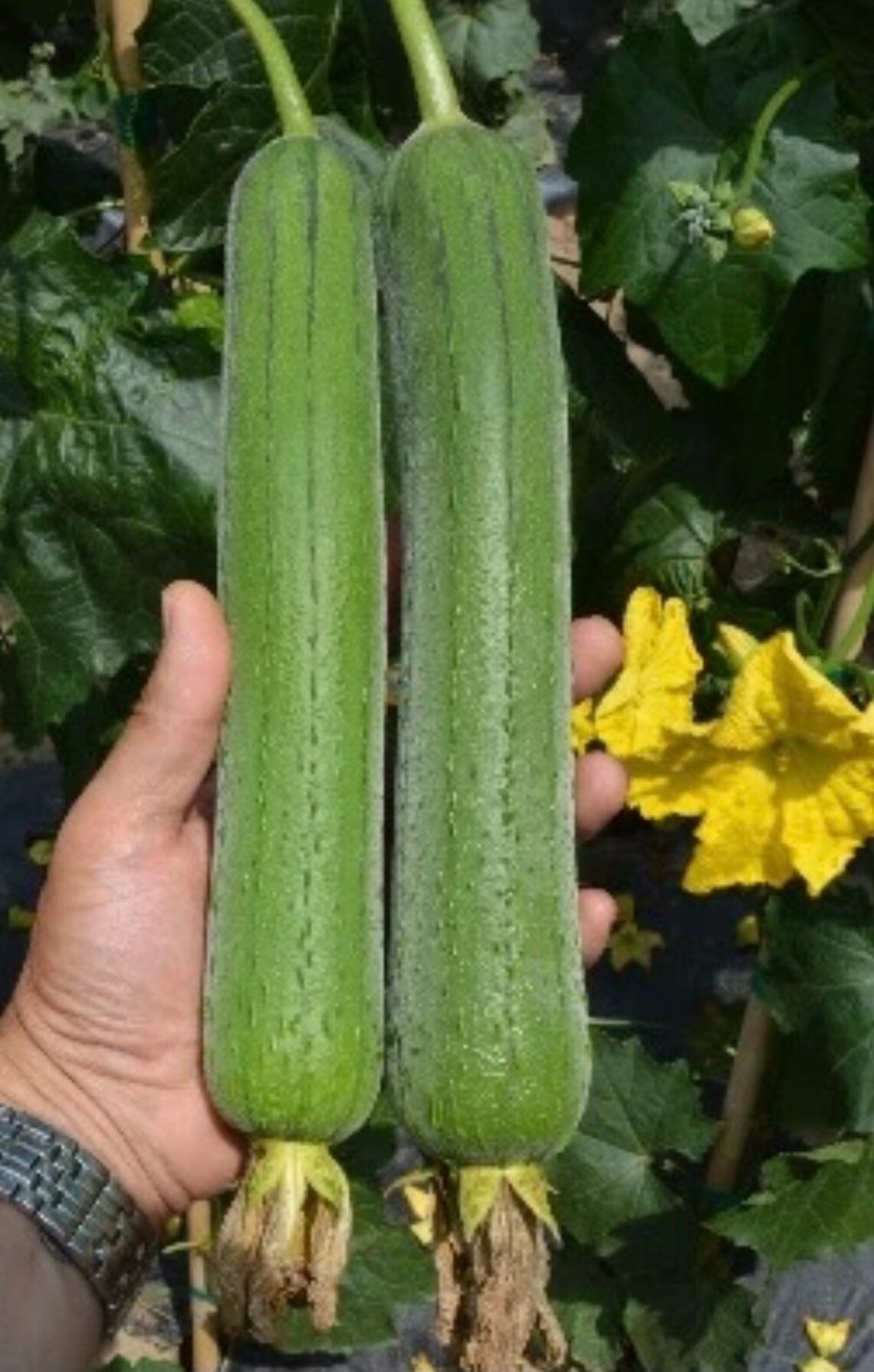 Luffa Gourd Tri-leaf Seeds (10 Seeds) - Etsy