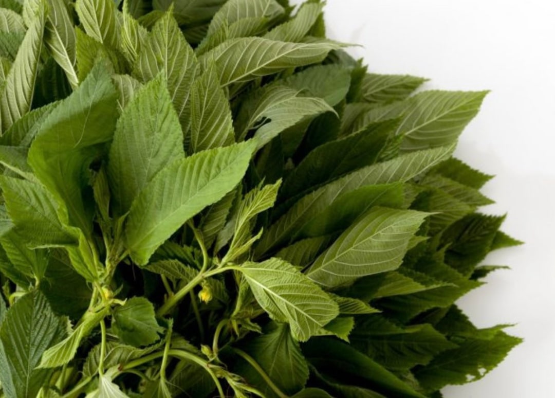 Molokeyhia Molokhia Seeds - Etsy