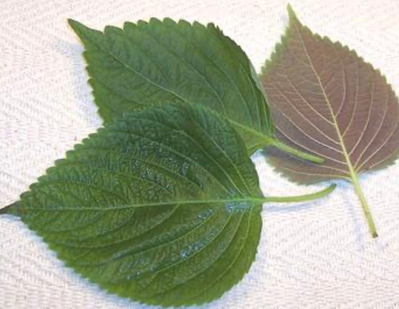Korean Perilla Shiso Seeds (perilla Frutescens) Korean Specialty Herb ...