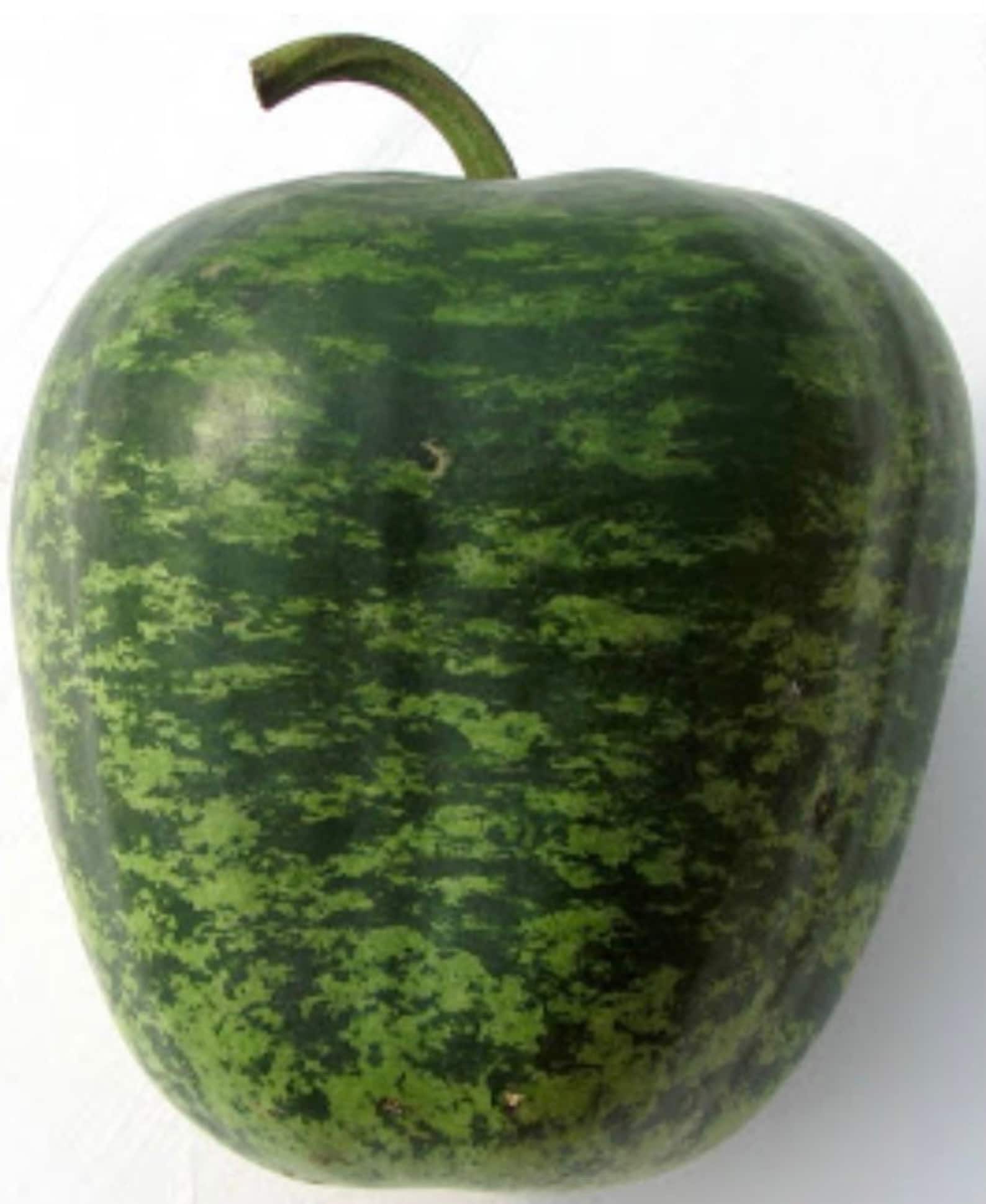 Large Apple Gourd Seeds - Etsy