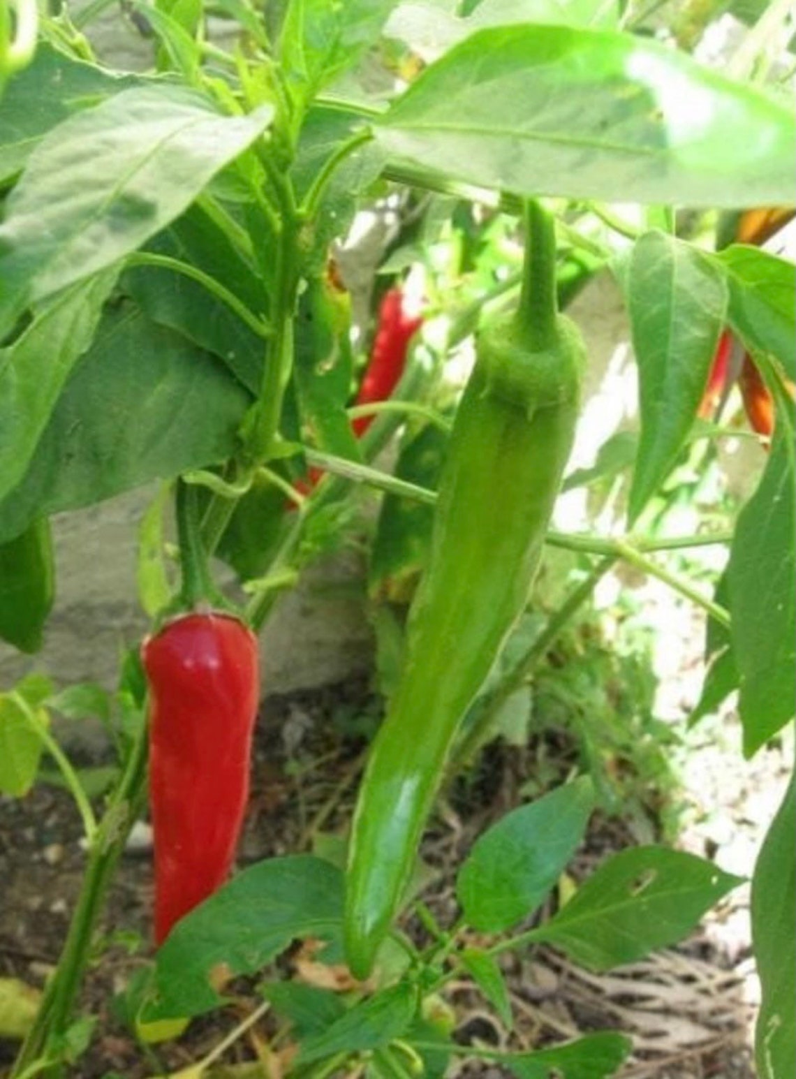 Korean Pepper Yeori Gochu Seed (10 Seeds) NON-GMO - Etsy