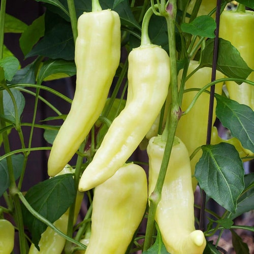 Red Cherry Sweet Pepper Seeds - Etsy