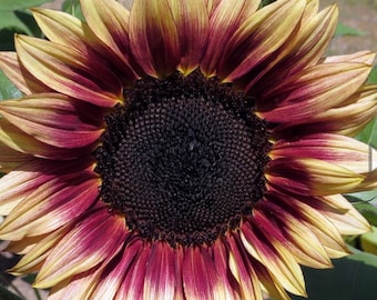 Ruby Eclipse Sunflower Seeds (15 Seeds) - Etsy