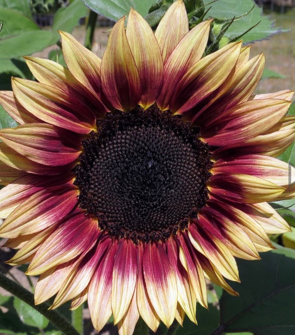 Ruby Eclipse Sunflower Seeds (15 Seeds) - Etsy