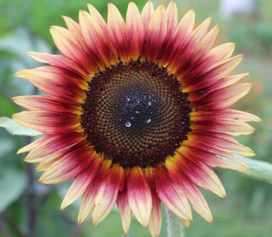 Gypsy Charmer Sunflower Seeds 15 Seeds - Etsy