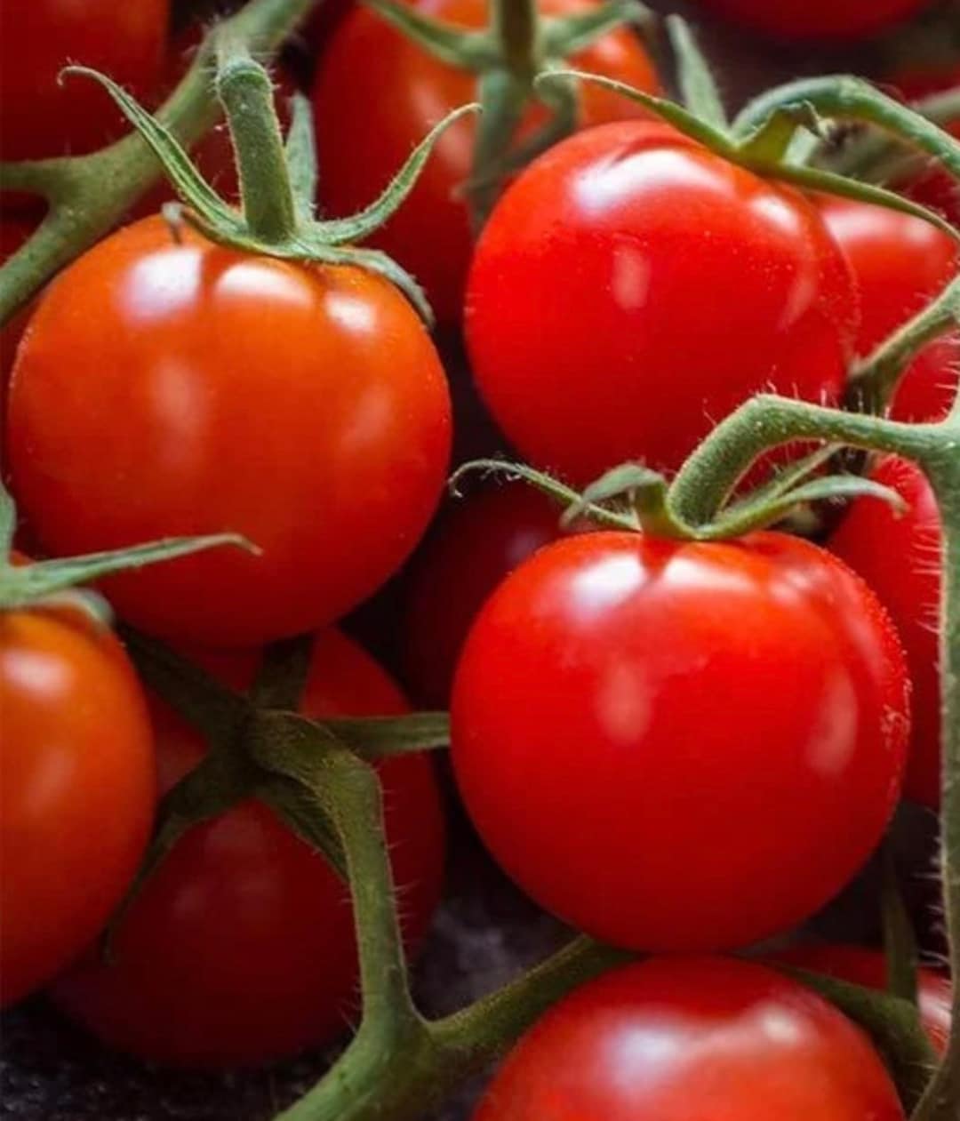 Large Red Cherry Tomato Seeds - Etsy