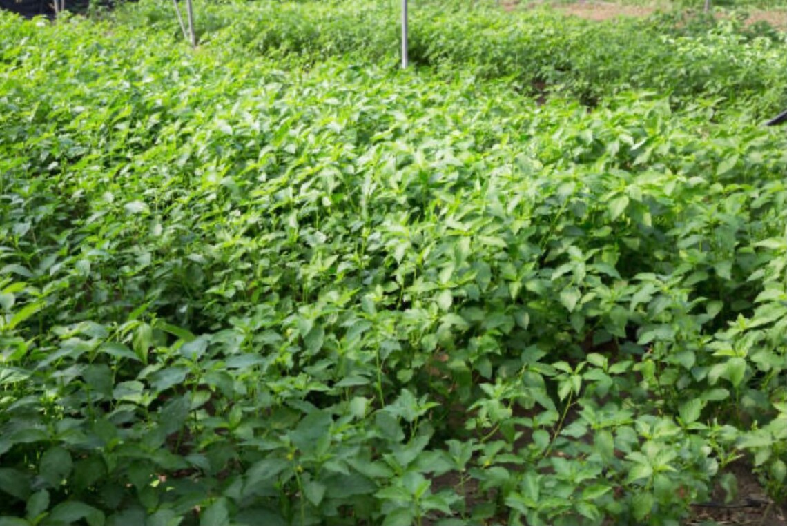 Molokeyhia Molokhia Seeds - Etsy