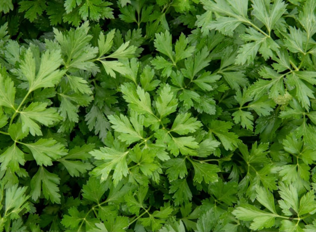 Winter Chervil Seeds - Etsy