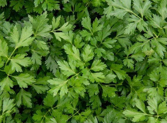 Seeds & Seed Bombs Home & Living Heirloom French Parsley 500 Seeds ...