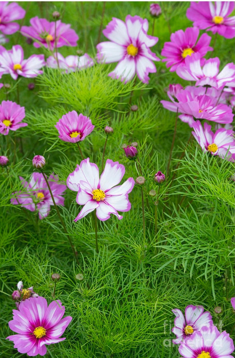 Capriola Cosmos Seeds (10+seeds) - Etsy
