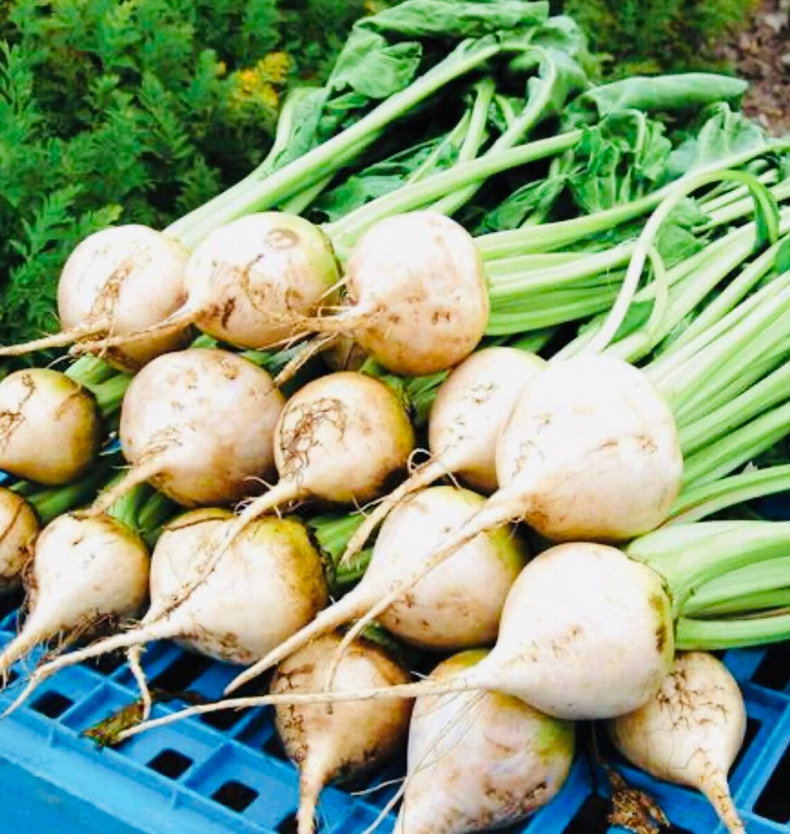 White Albino Beet Seeds - Etsy