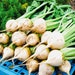 White Albino Beet Seeds - Etsy