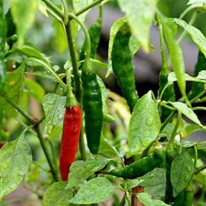 Korean Pepper Gochujang King Seed (10 Seeds) NON-GMO - Etsy